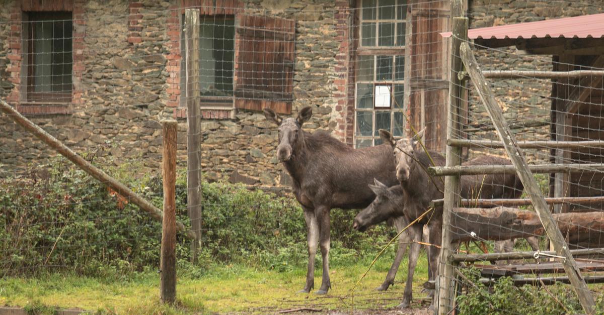 Weilburger Tiergarten: Tiere werden auf Winter vorbereitet